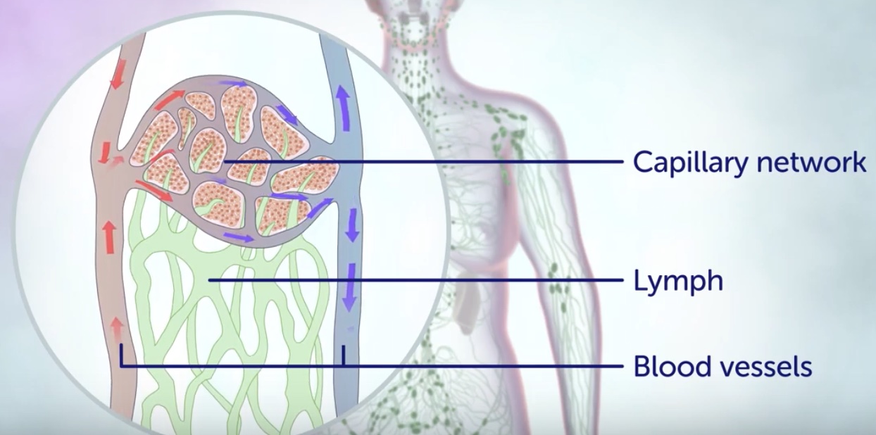 Hjernens lymfesystem